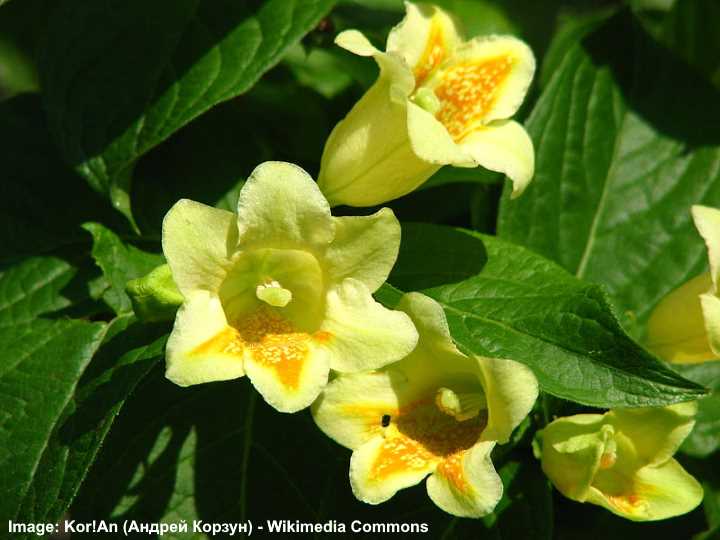 33 Yellow Flowering Shrubs (with Pictures): Identification Guide