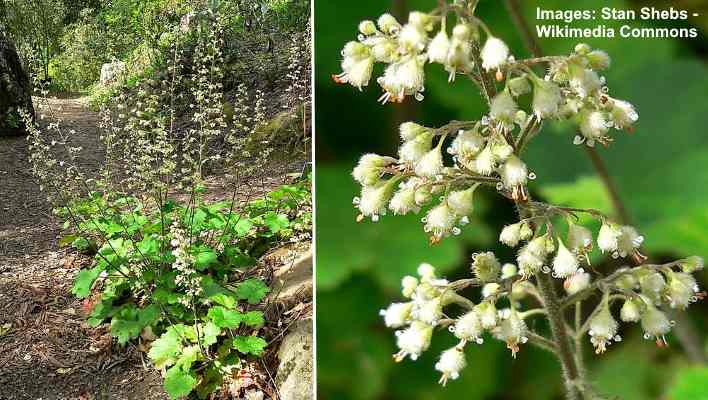 42 Native California Plants: Flowers, Trees, Shrubs, and Grass