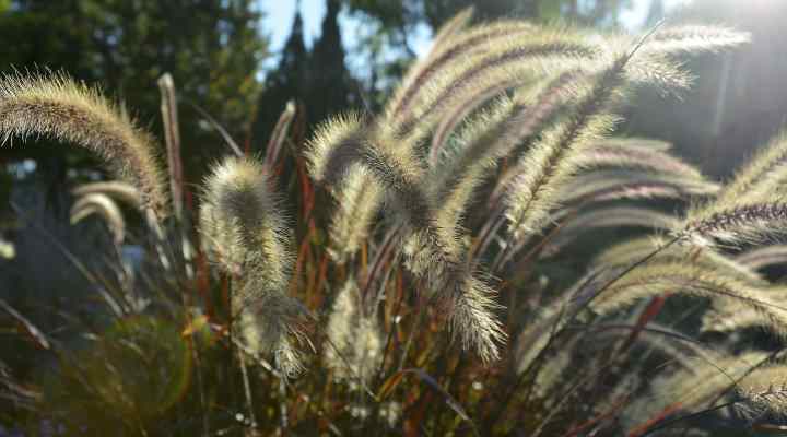 The Best 21 Plants For Poor Soil (Even A Beginner Can Care For Them)