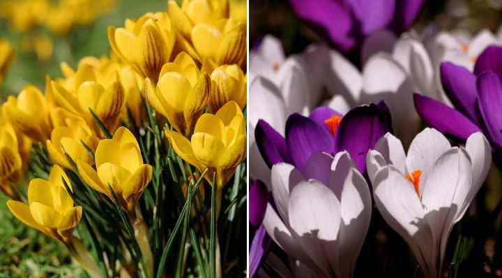 17 Plants That Thrive Under Oak Trees