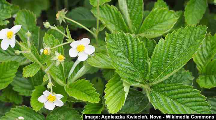 17 Plants That Thrive Under Oak Trees