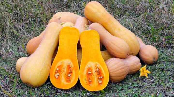 Types of Gourds With Pictures and Identification Chart