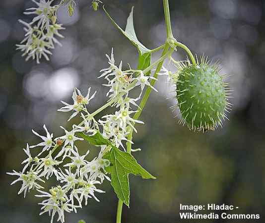 Types of Gourds With Pictures and Identification Chart