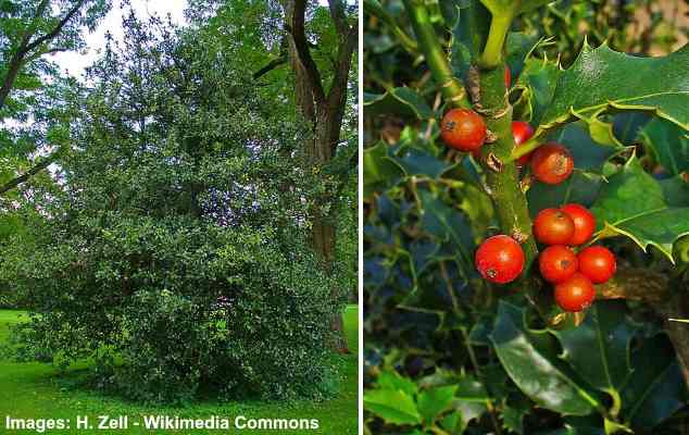 35 Evergreen Trees for Growing in Shade