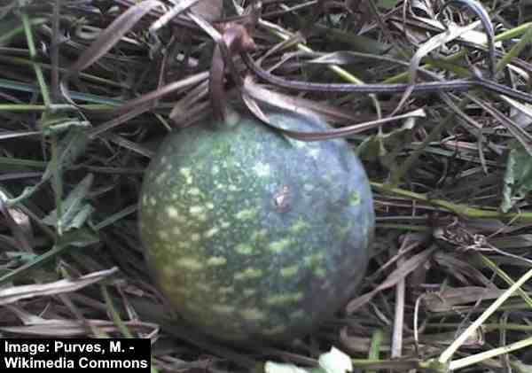 Types of Gourds With Pictures and Identification Chart