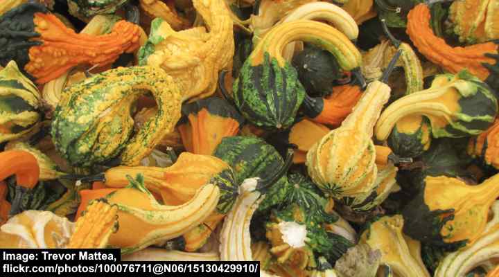 Types of Gourds With Pictures and Identification Chart