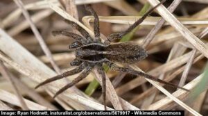 Types Of Brown Garden Spiders With Pictures Identification Guide