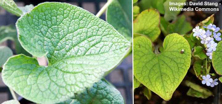 31 Plants With Heart Shaped Leaves: Visual Identification Guide