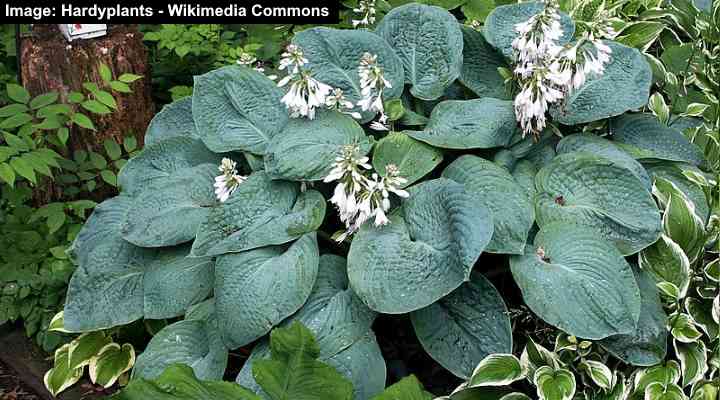 31 Plants With Heart Shaped Leaves: Visual Identification Guide