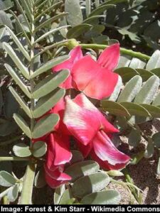 39 Beautiful Native Hawaiian Flowers You Must See