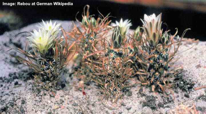 74 Cactus Species: Visual Identification Guide for Indoors & Out