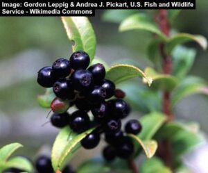 36 Shrubs with Black Berries or Berry-Like Fruit