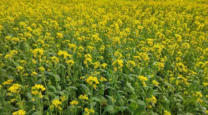 31 Cover Crops For Raised Beds