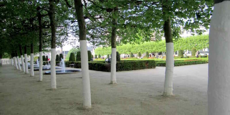 Why Are Tree Trunks Painted White? The Surprising Reasons Behind It